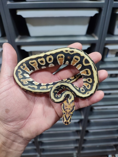 Cypress Spotnose Orange Dream 100%het Ultramel 66%het Clown Ball Python ...