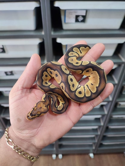 Mario Clown 100% Het Desert Ghost Ball Python by PrideBreedsPassion ...