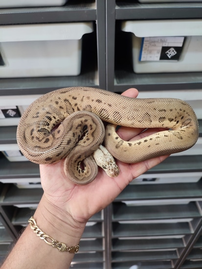 Pastel Batman Ball Python by PrideBreedsPassion Reptiles