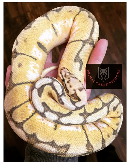 Killer Bee Ball Python by Primal Creek Pythons