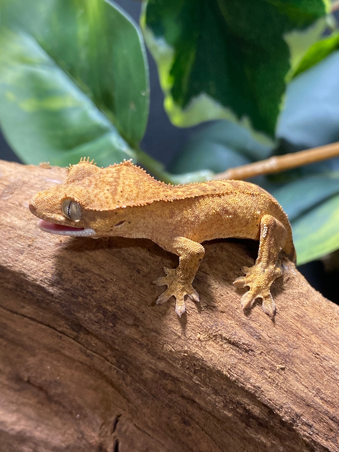 Orange Brindle Dalmatian Crested Gecko by Sunny Crest Geckos - MorphMarket