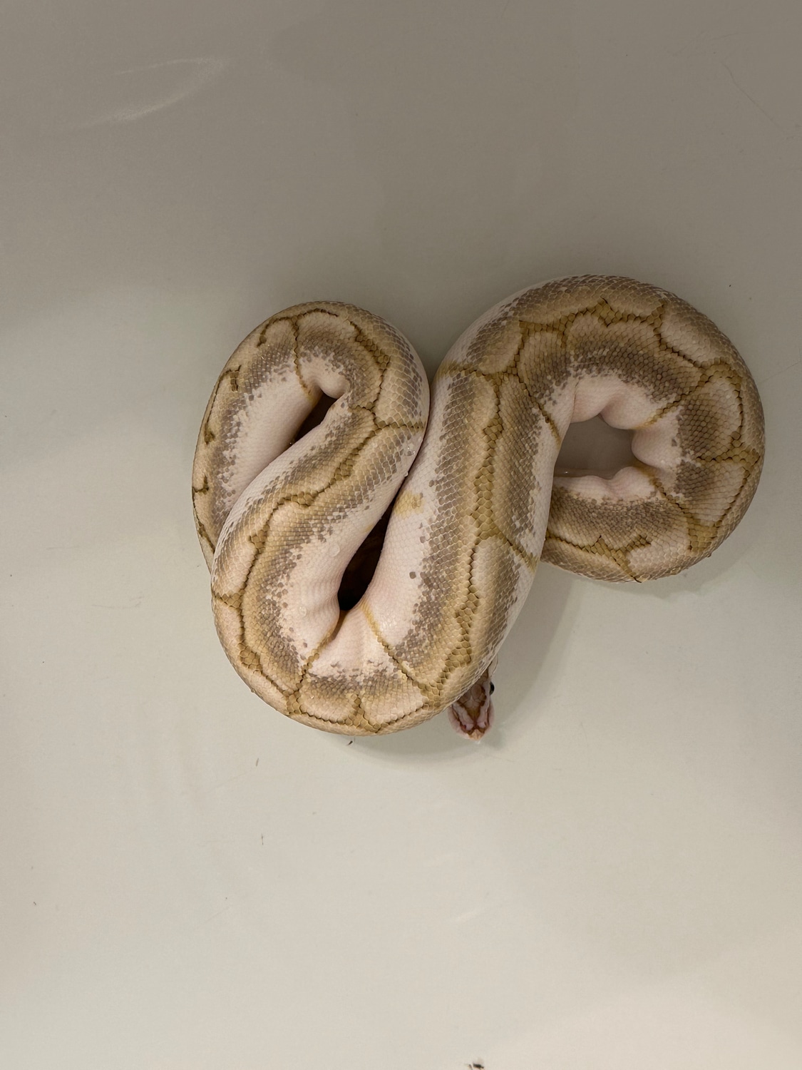Bamboo Het Pied Ball Python by Primal Reptiles Inc - MorphMarket
