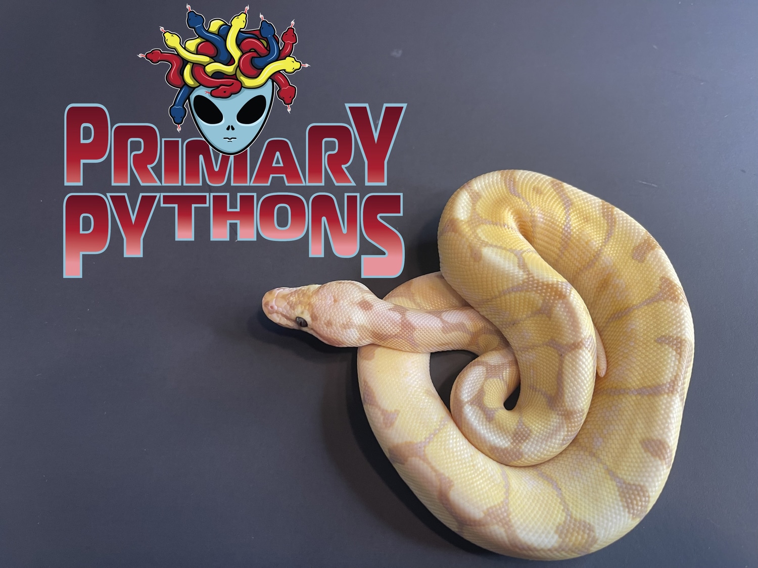 Banana Bumble Bee Het Pied Ball Python by Primary Pythons - MorphMarket