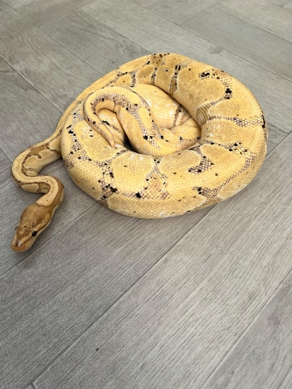 Banana Ball Python by Prime Pythons