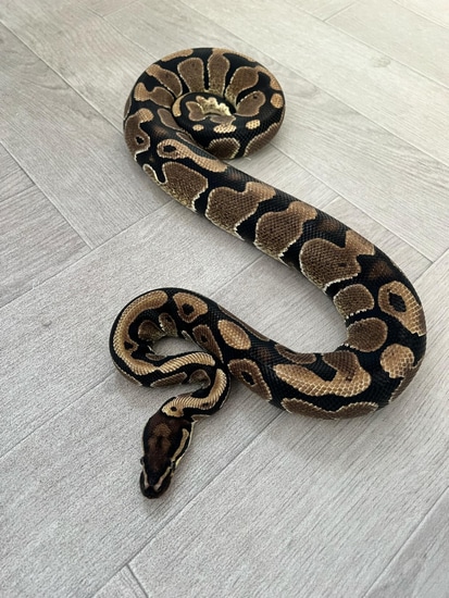 Normal Ball Python by Prime Pythons