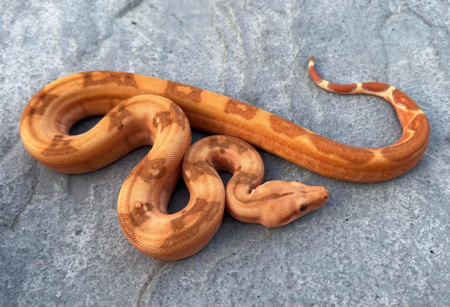 RARE Vpi Blood Sunglow Jungle Boa Constrictor by The Constrictor ...