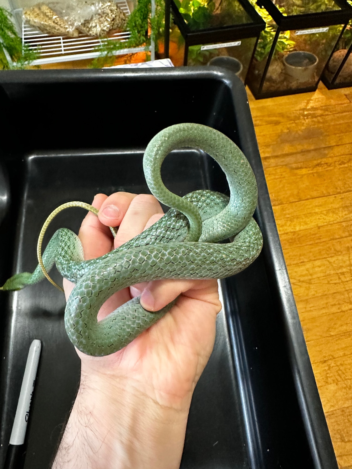 Rhino Yearling Rat Snake Other Rat Snake by HerpTiles - MorphMarket