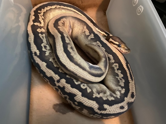 Super Leopard Lesser Cinny. Ball Python by Color Morph Creations