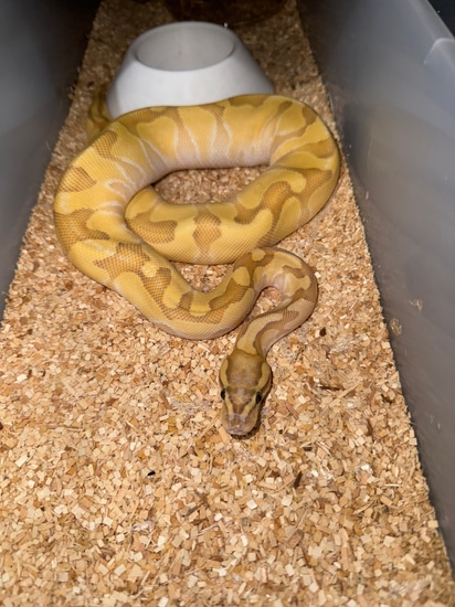 Vanilla Lesser Enchi Hypo Ball Python by Boomer Exotics