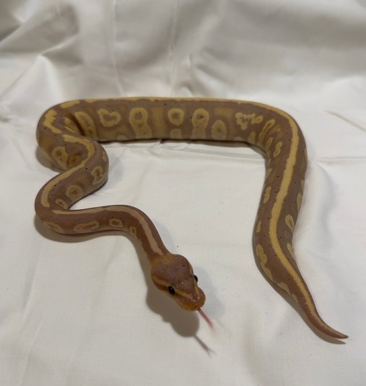 Banana Phantom Quake Black Lace Ball Python by Cilla's Special Serpents
