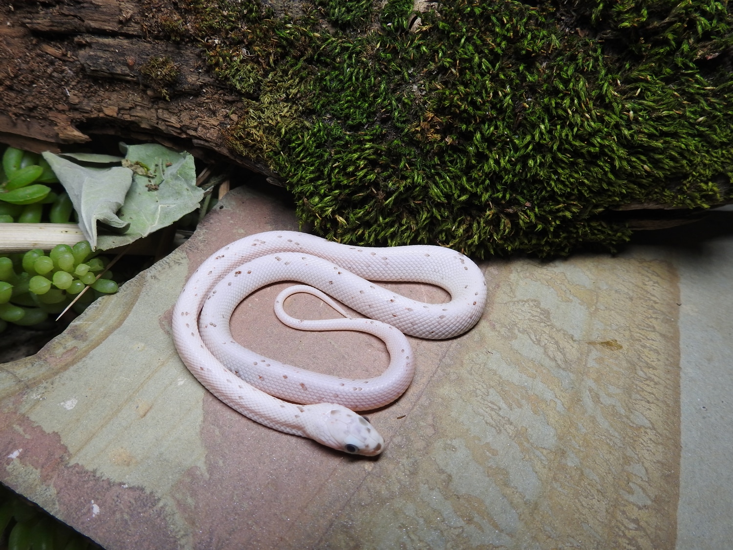Palmetto Corn Snake by Prismatic Reptiles - MorphMarket