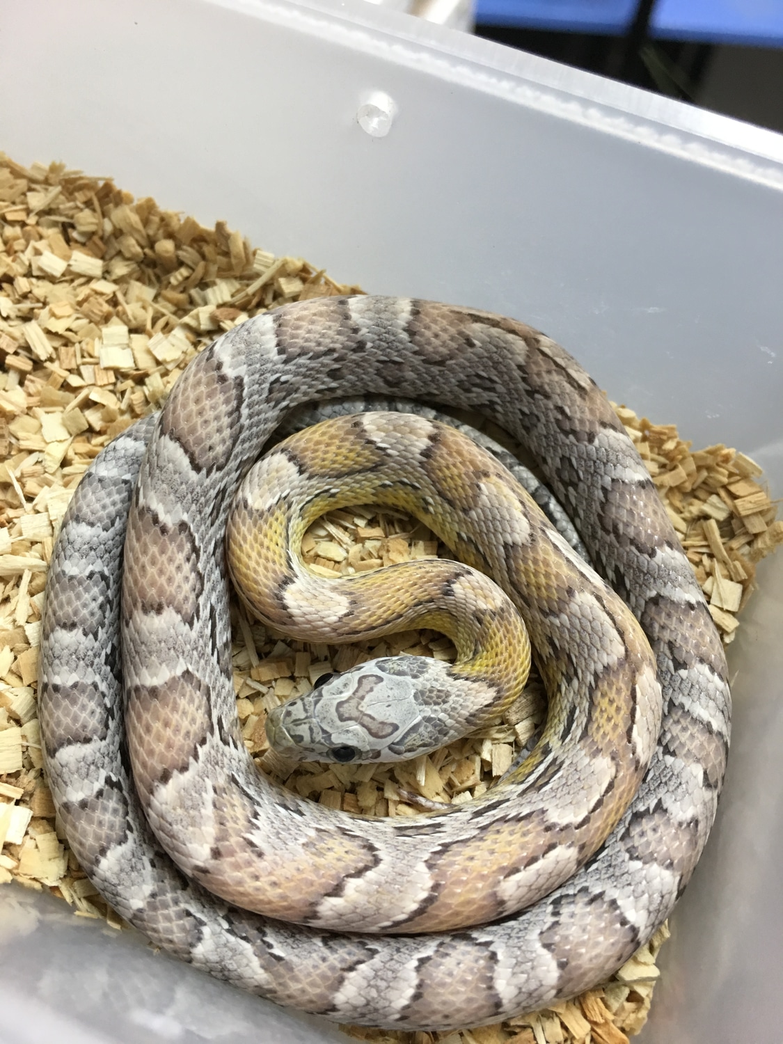 Anery Sunkissed Corn Snake by Prismatic Reptiles - MorphMarket