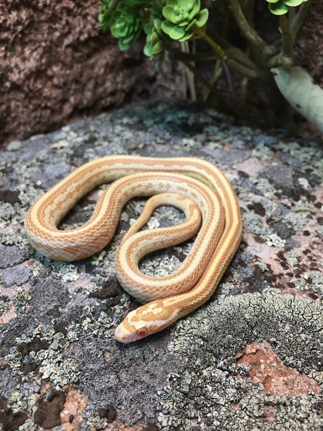 Butter Tessera Corn Snake by Prismatic Reptiles - MorphMarket