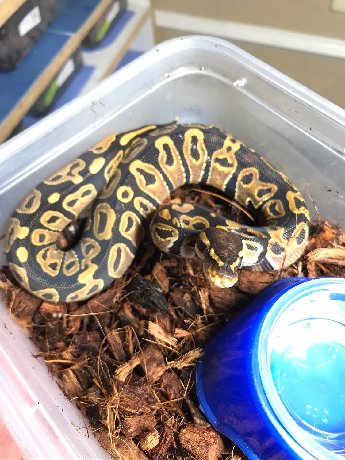 Normal 66% Het Ultramel Ball Python by Prismatic Reptiles - MorphMarket