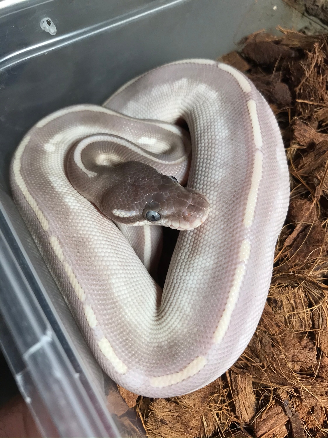Phantom Mojave Possible Enchi Ball Python by Prismatic Reptiles ...