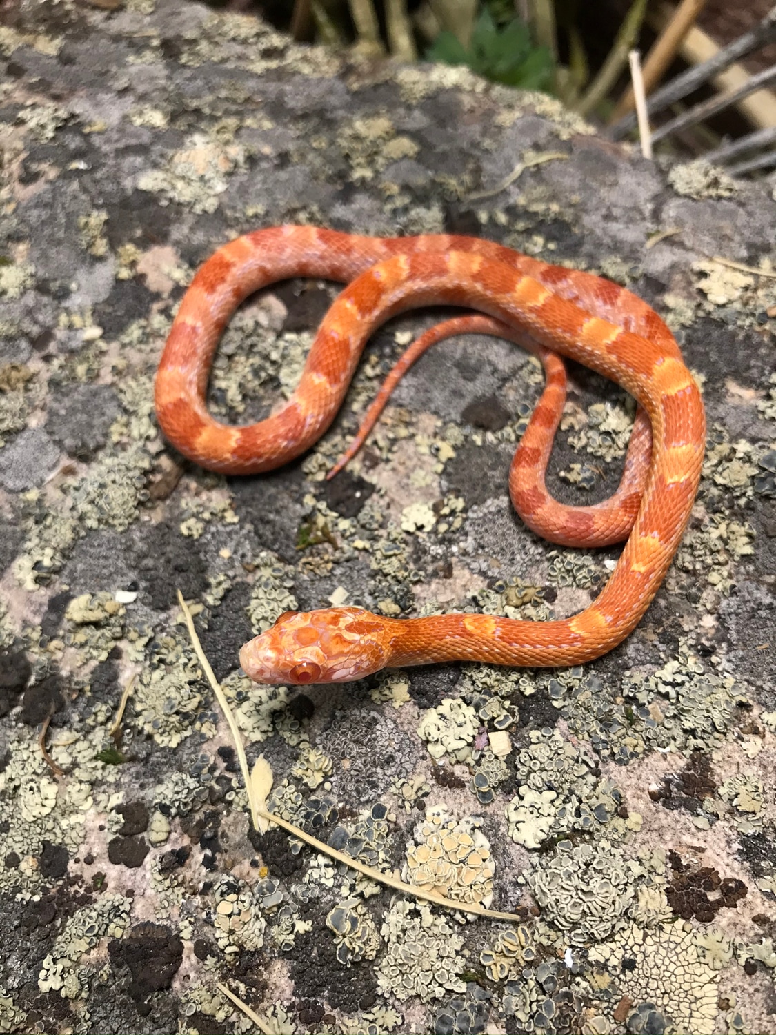 Albino Sunkissed Corn Snake by Prismatic Reptiles - MorphMarket