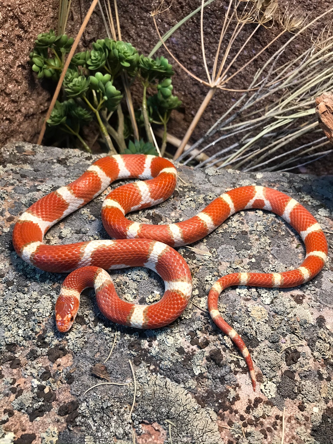 T-Positive Coastal Plains Milksnake Eastern Milk Snake by Prismatic ...
