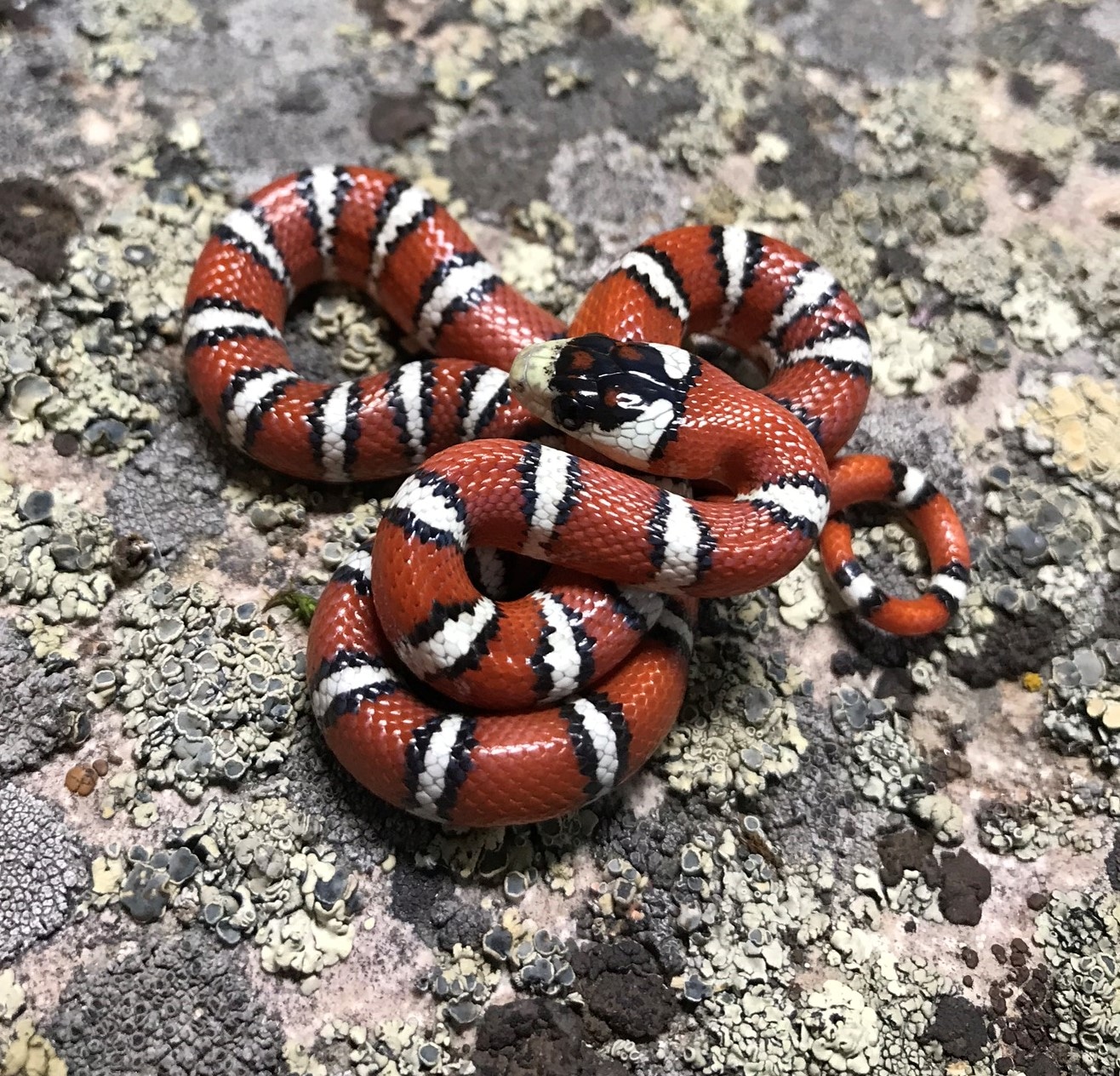 100% Het Sentz Hypo Arizona Mountain Kingsnake by Prismatic Reptiles ...