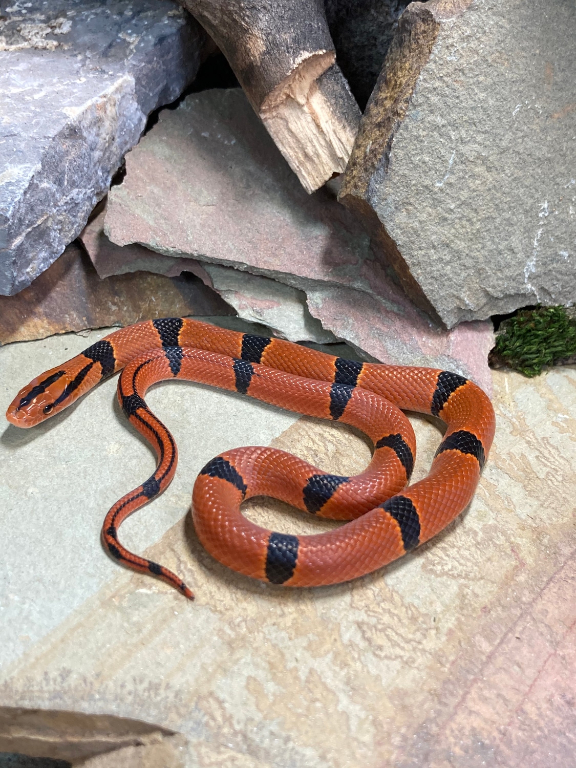 Yunnan Bamboo Rat Snake by Prismatic Reptiles - MorphMarket