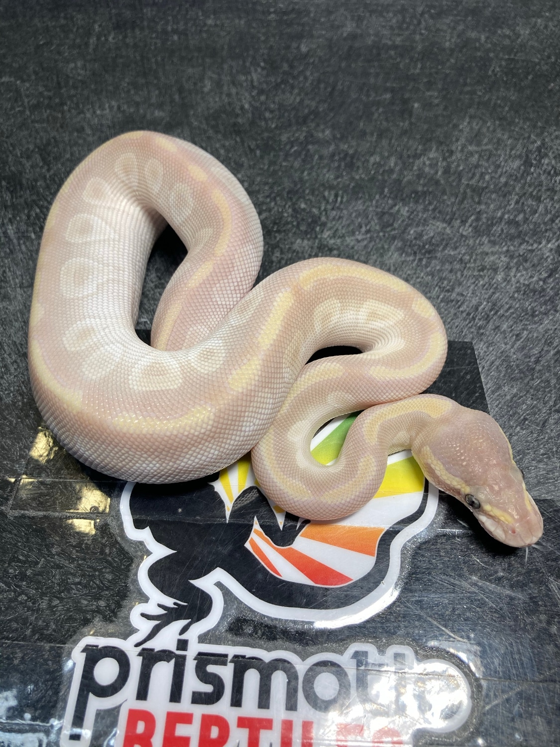 Crystal Ball Python by Prismatic Reptiles - MorphMarket