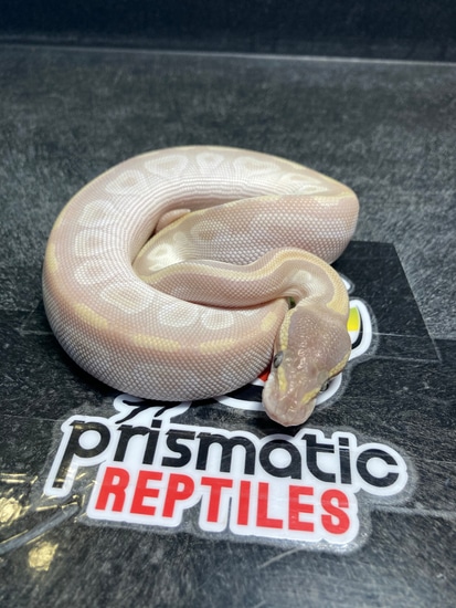 Crystal Ball Python by Prismatic Reptiles