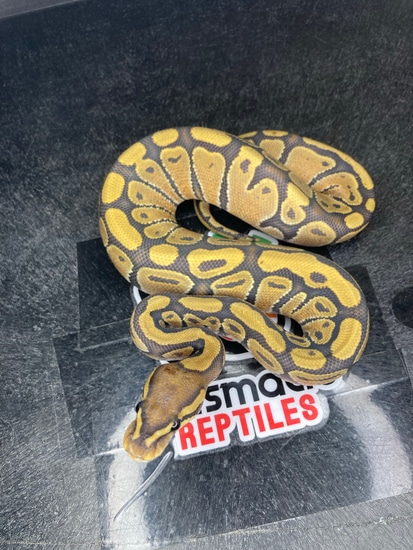 Orange Ghost Ball Python by Prismatic Reptiles