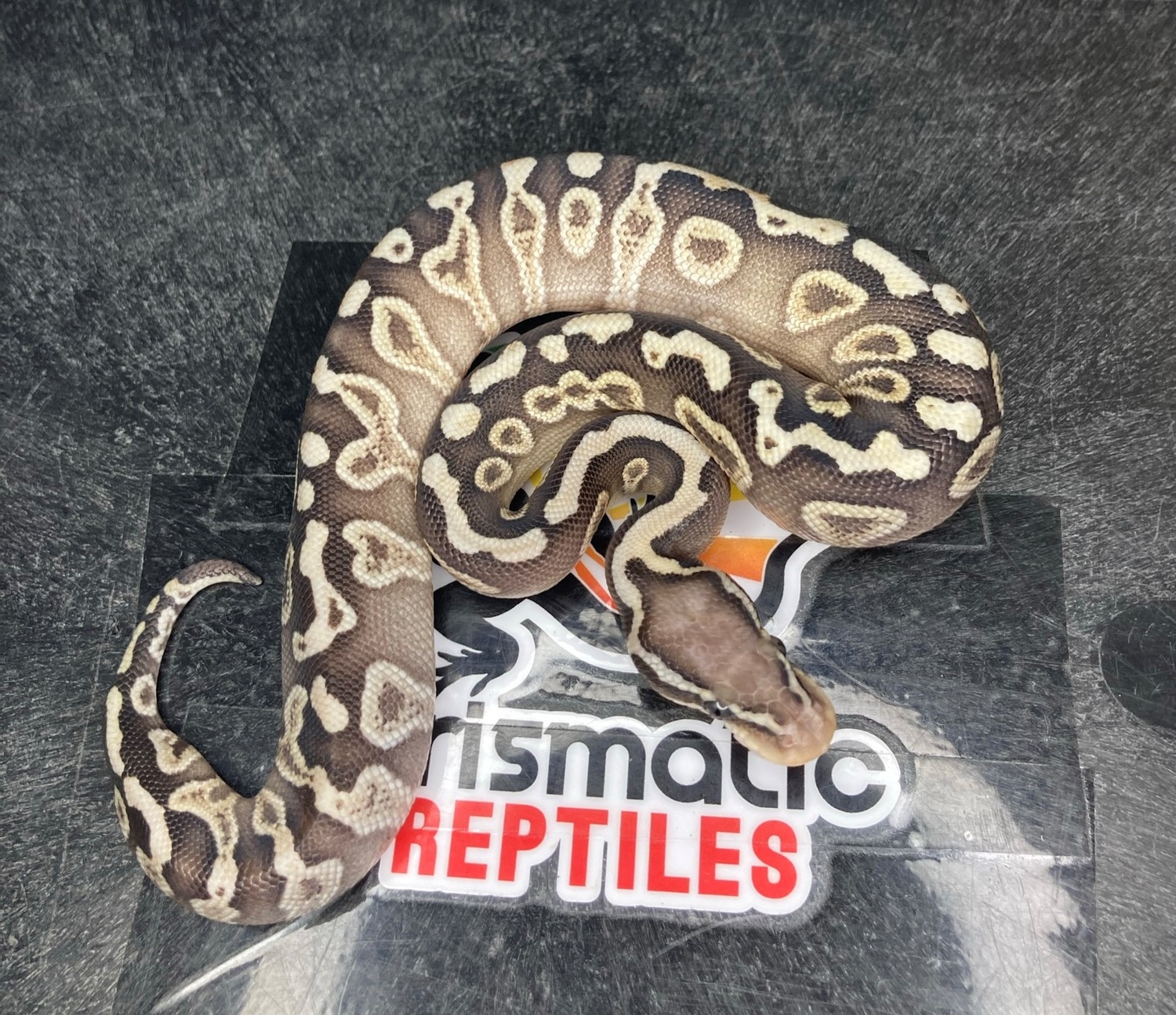Pastel Lesser GHI Ball Python by Prismatic Reptiles - MorphMarket
