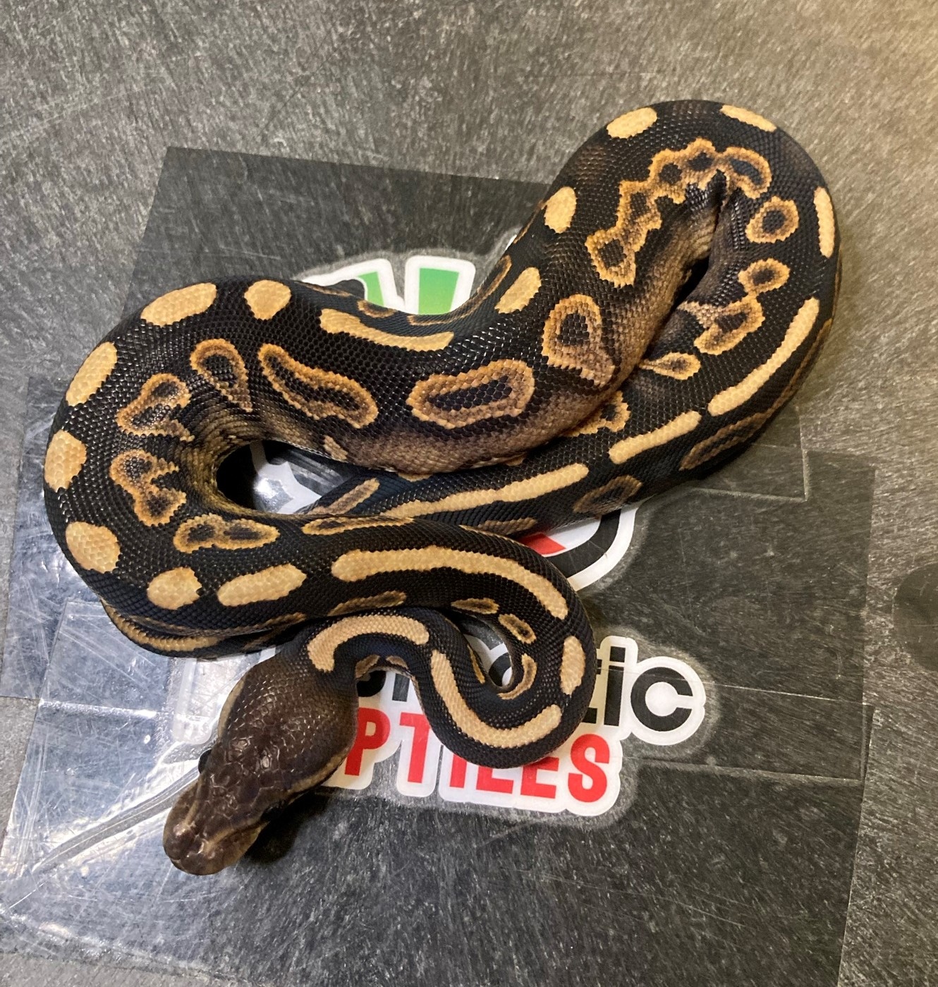 Cinnamon Yellow Belly Or Specter Ball Python by Prismatic Reptiles ...