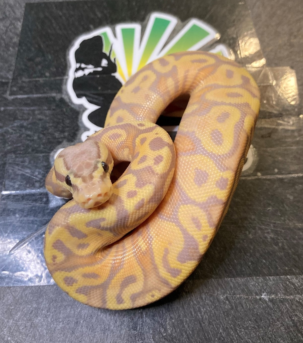 Enchi Banana Yellow Belly Or Specter Ball Python by Prismatic Reptiles ...