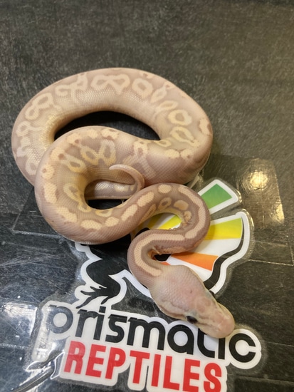 Banana Pewter Yellow Belly Or Specter Ball Python by Prismatic Reptiles