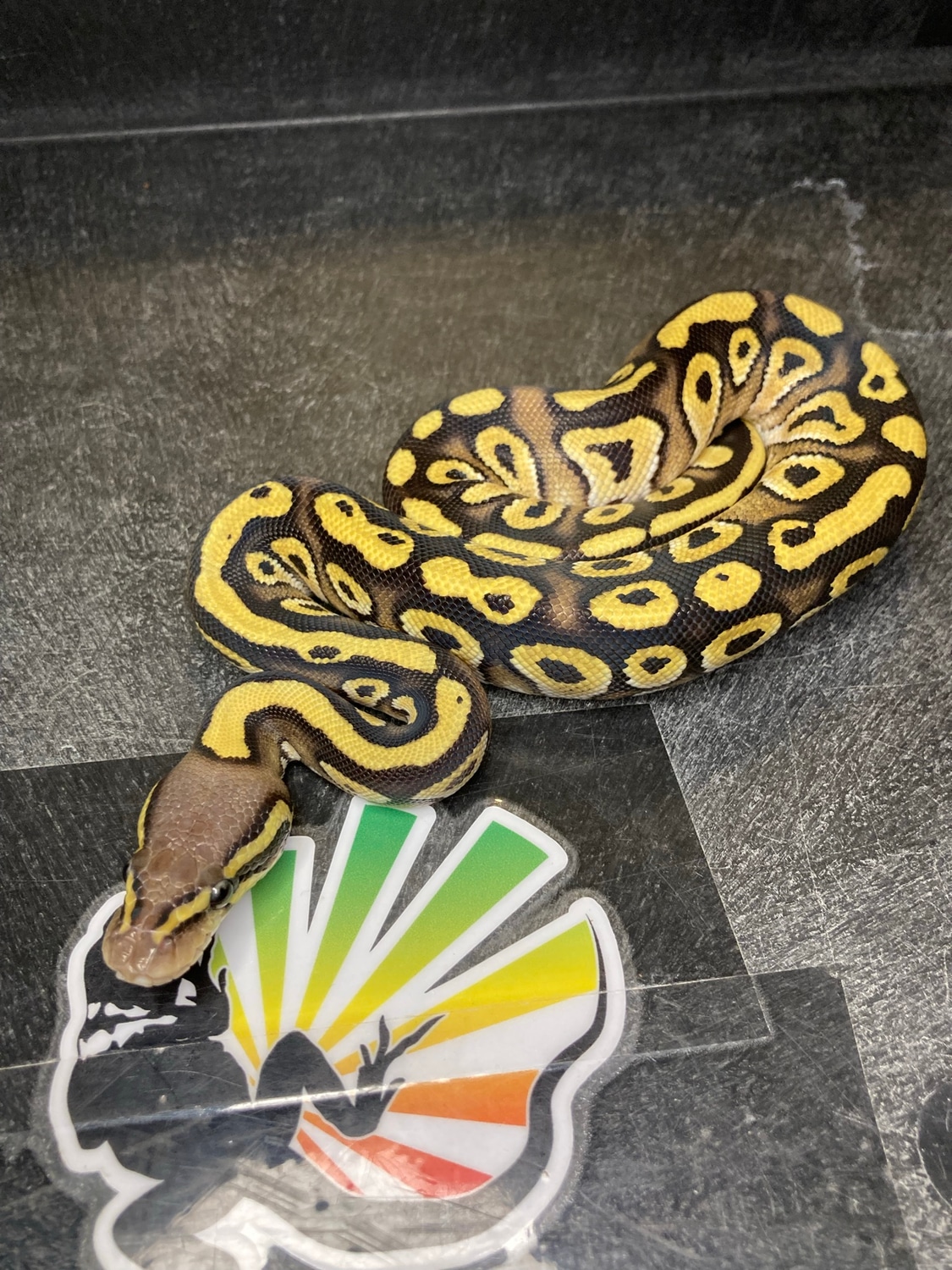 Pastel Phantom Ball Python by Prismatic Reptiles - MorphMarket