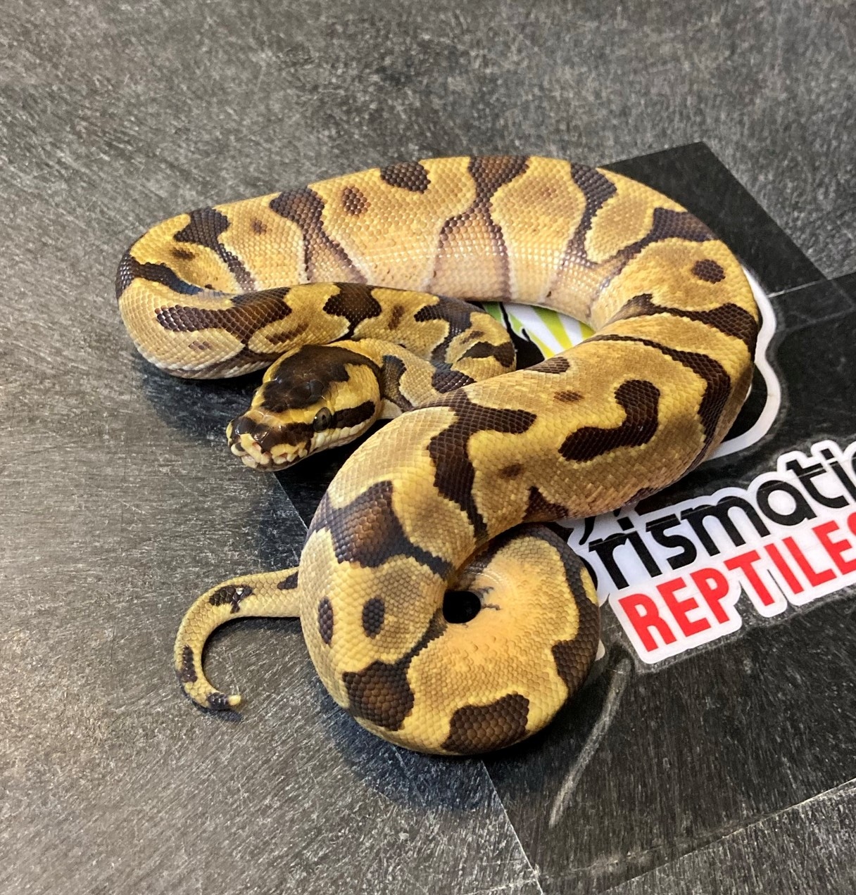 Yellow Belly Super Enchi Het Albino Ball Python by Prismatic Reptiles ...