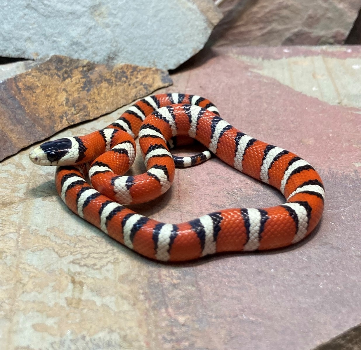 Het HypoE Het Albino Arizona Mountain Kingsnake by Prismatic Reptiles ...