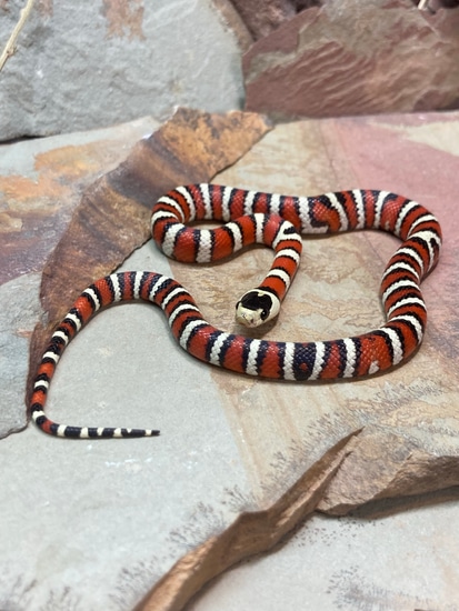Arizona Mountain Kingsnake Het Applegate Het Albino by Prismatic Reptiles