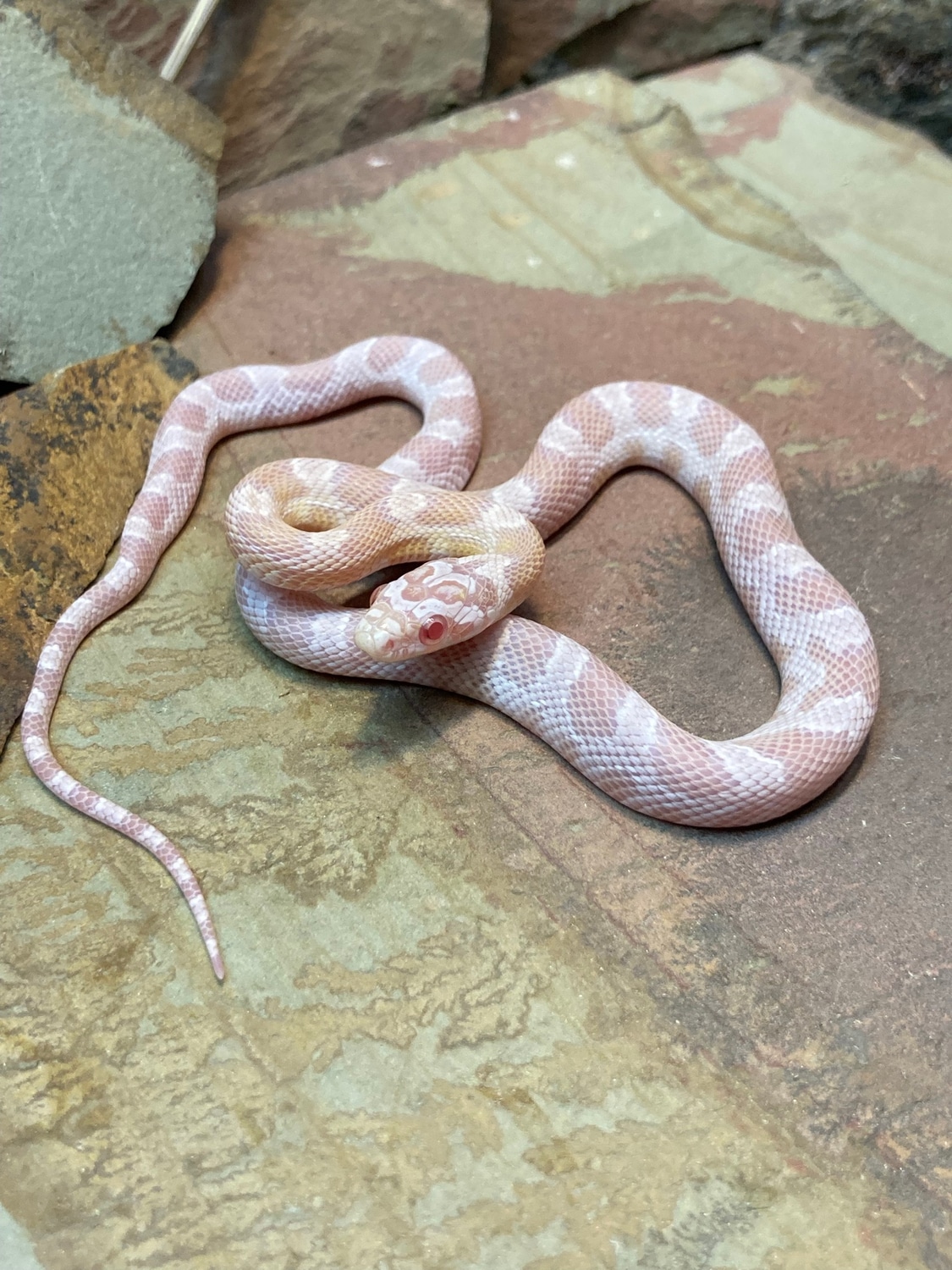 Snow Sunkissed 50% Het Hypo Possible Red Factor Het Albino Corn Snake ...