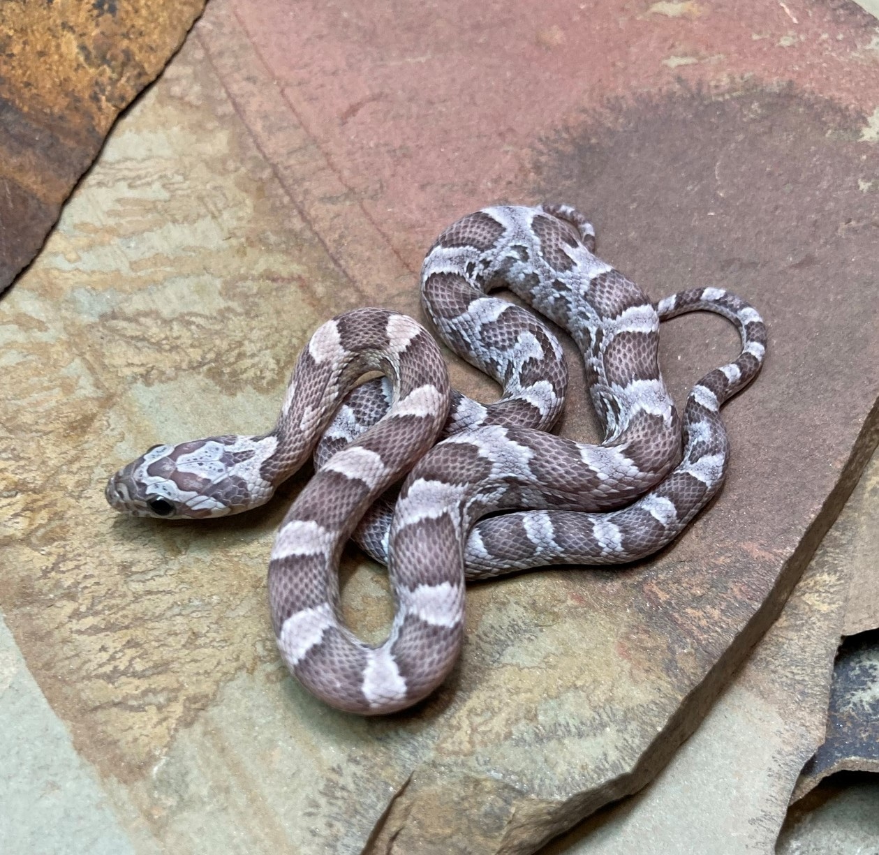 Anery Sunkissed 50% Het Hypo 66% Het Albino Possible Red Factor Het ...