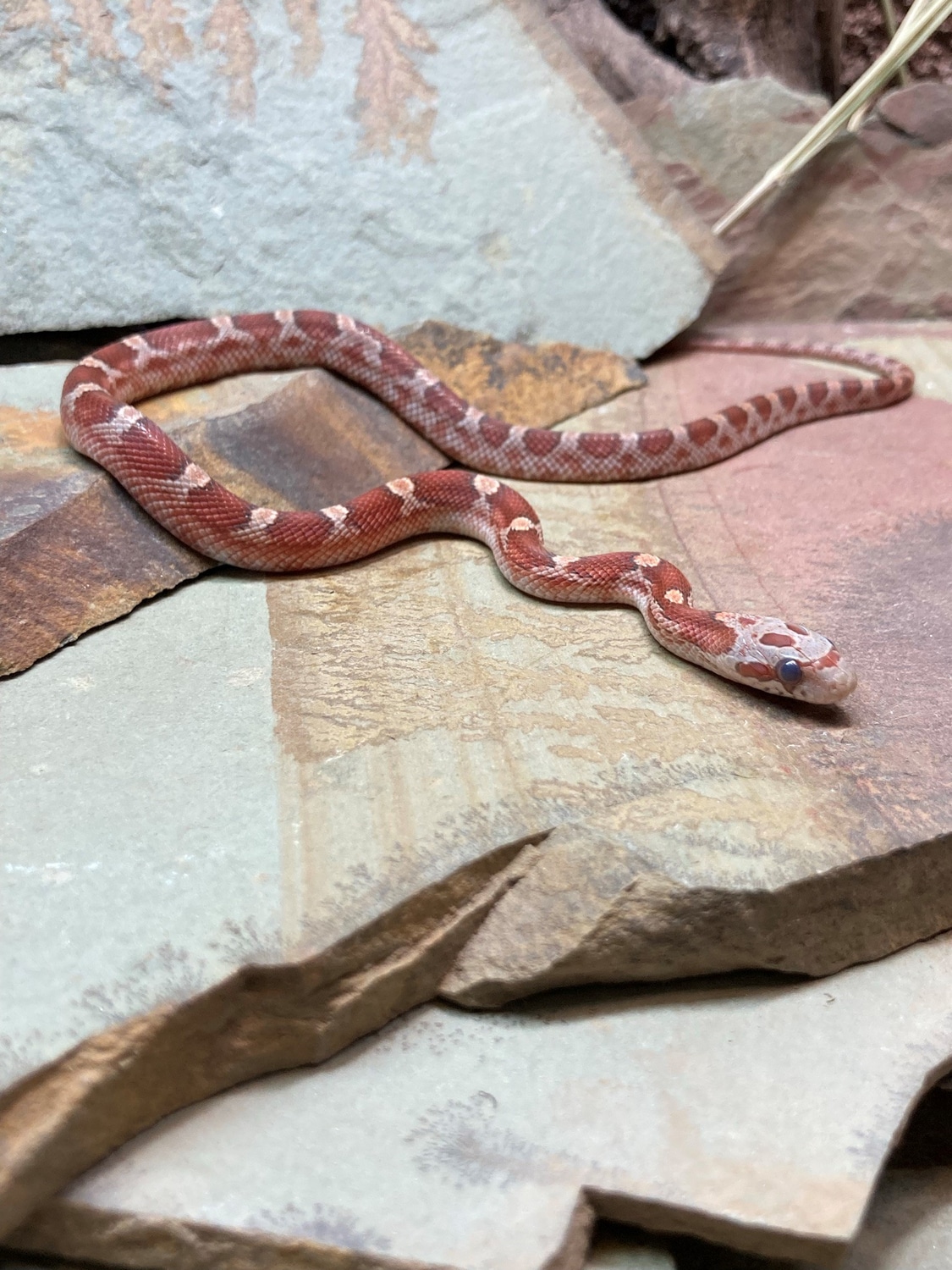 Hypo Pied-sided Bloodred Corn Snake by Prismatic Reptiles - MorphMarket
