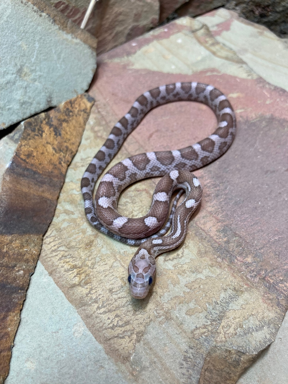 Pied-sided Phantom Diffused Corn Snake by Prismatic Reptiles - MorphMarket