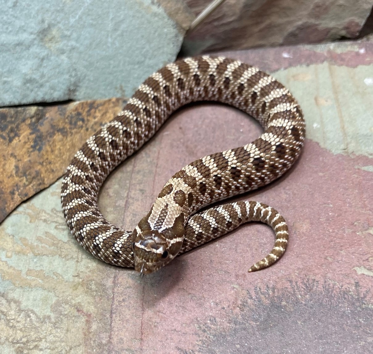 Double Het Sunburst (Sable & Albino) Western Hognose by Prismatic ...