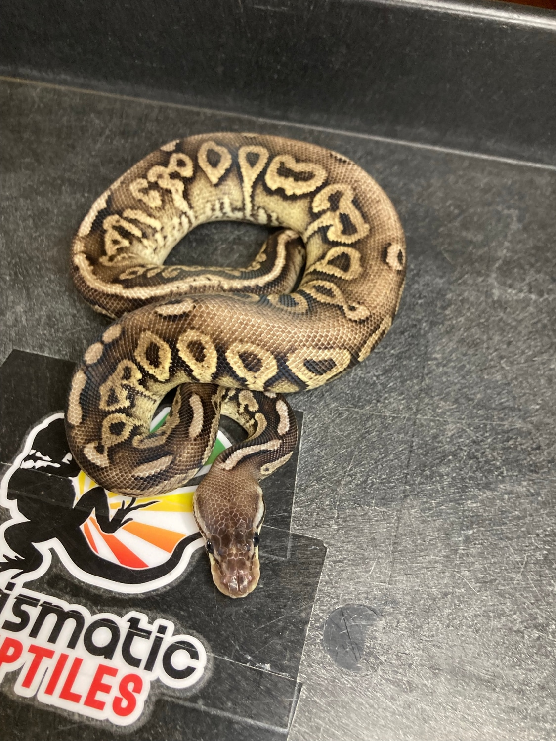 Pewter Ball Python by Prismatic Reptiles - MorphMarket