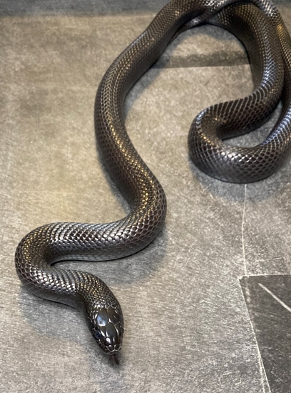TRIO Mexican Black Kingsnake Ball Python by Prismatic Reptiles