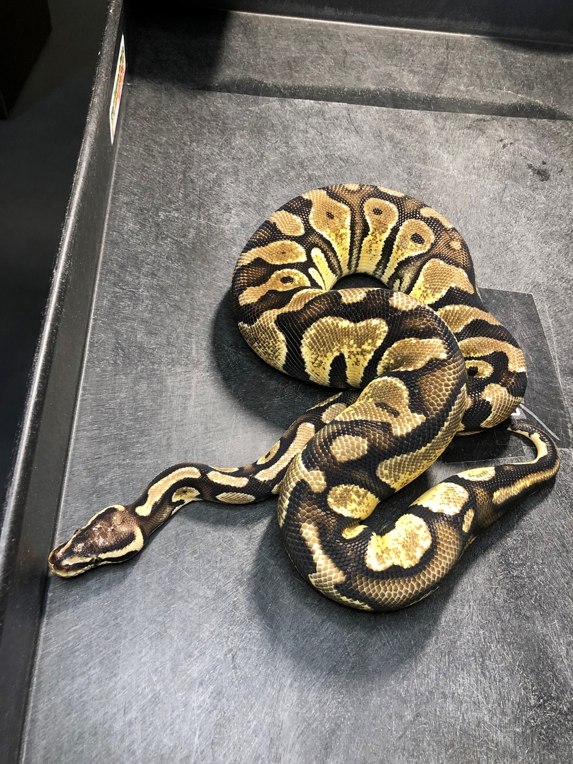 Pastel Scaleless Head Ball Python by Prismatic Reptiles - MorphMarket