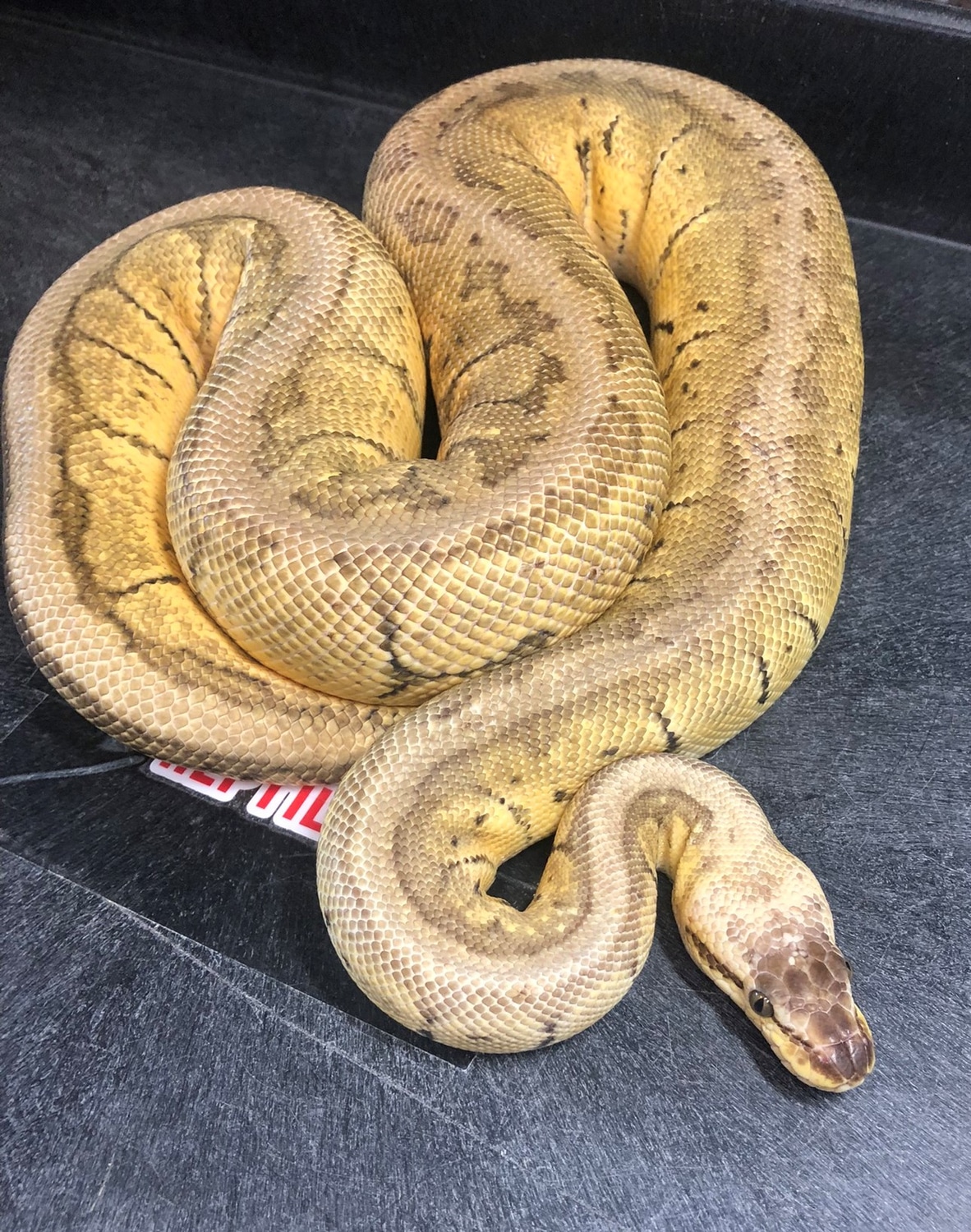 Super Pastel Mojave Pinstripe Ball Python by Prismatic Reptiles ...