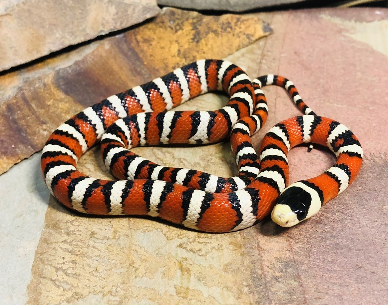 Double Het Applegate And Albino Arizona Mountain Kingsnake by Prismatic ...