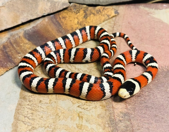 Double Het Applegate And Albino Arizona Mountain Kingsnake by Prismatic ...