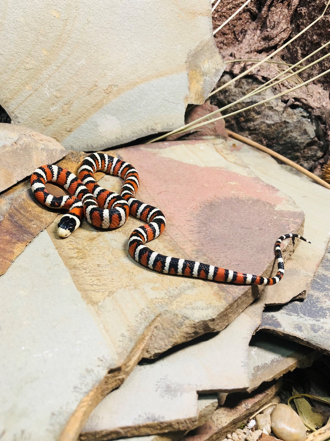 Double Het Applegate And Albino Arizona Mountain Kingsnake by Prismatic ...