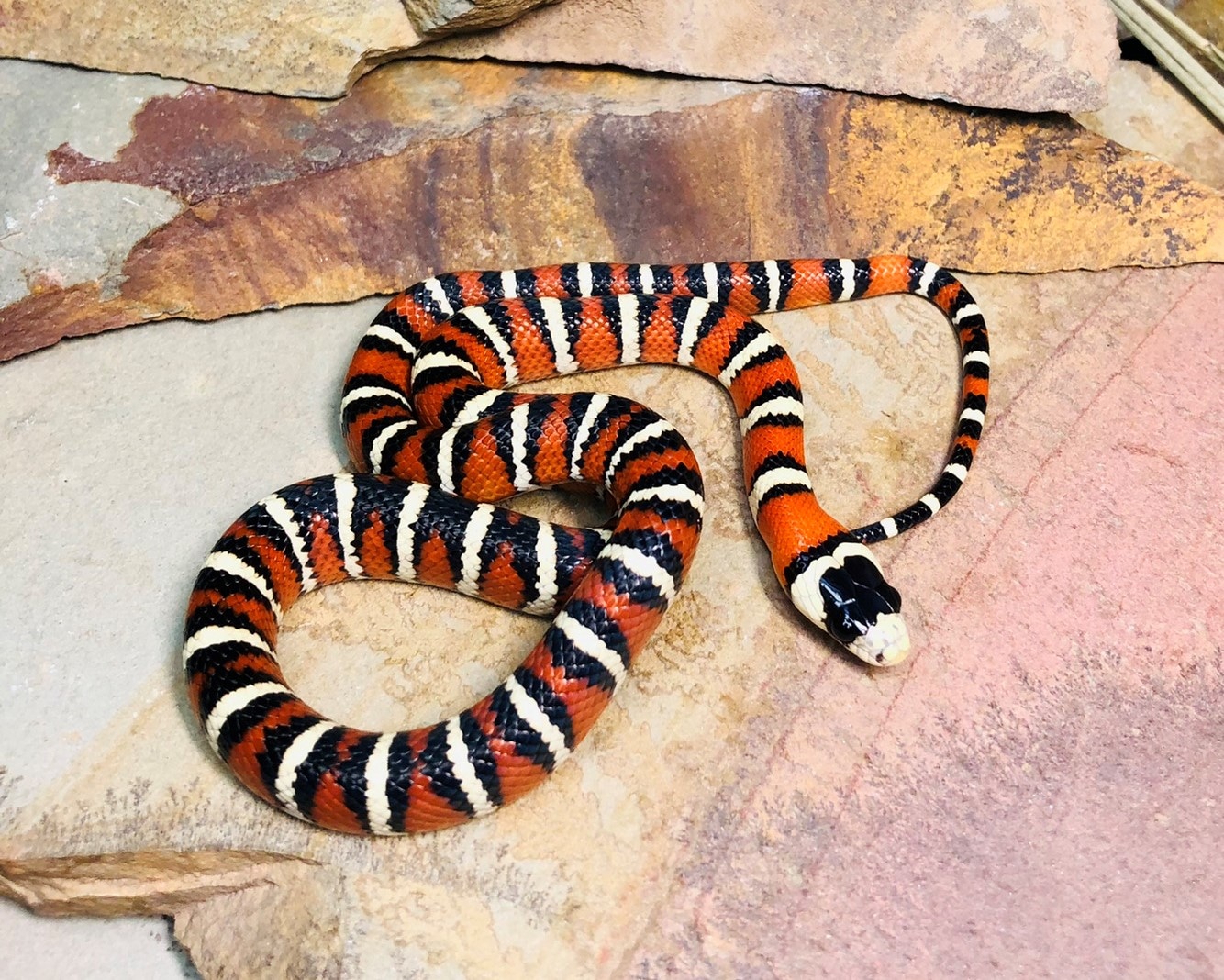 66% Het HypoE 50% Het Applegate Arizona Mountain Kingsnake by Prismatic ...