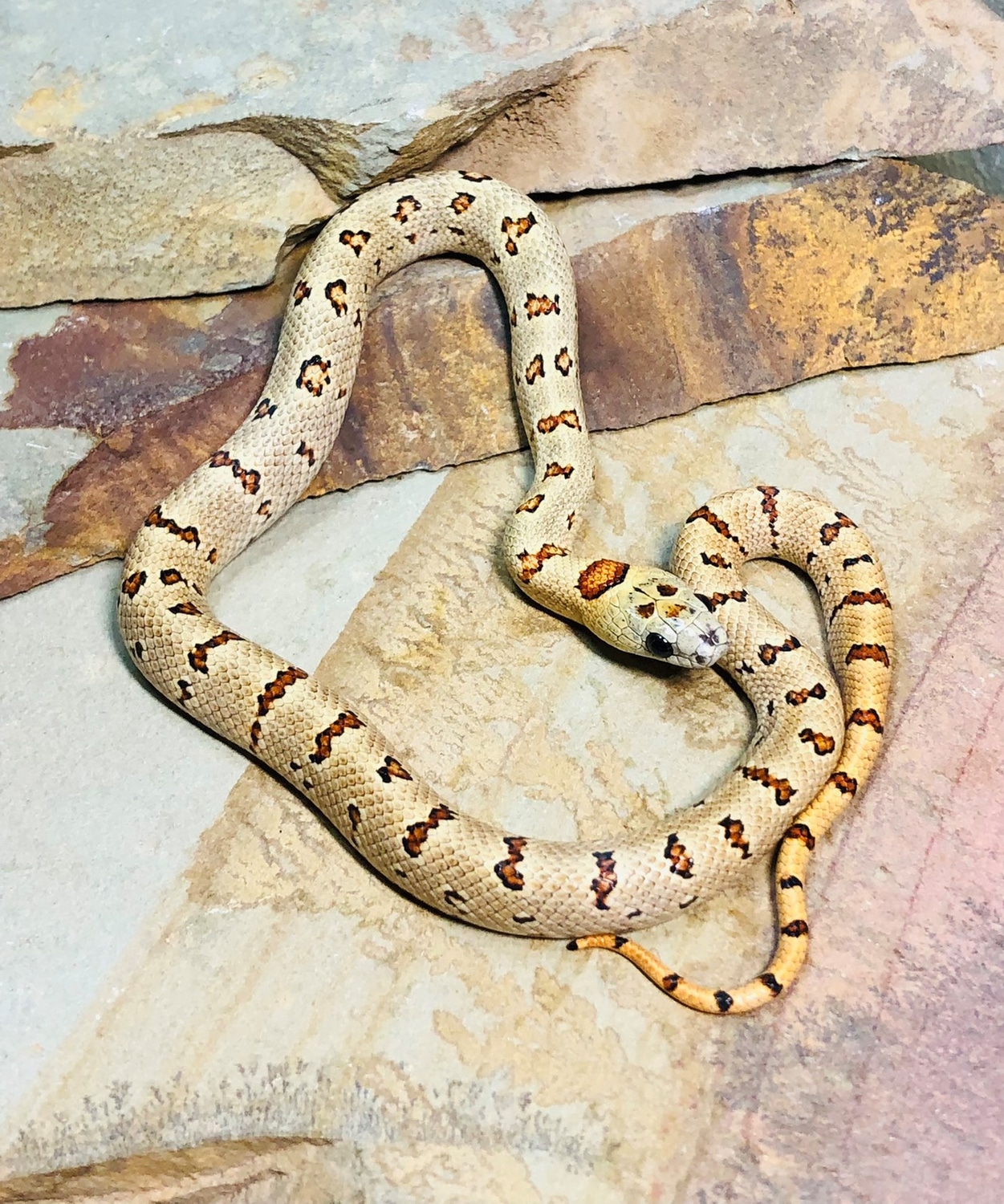 Aberrant Earth Tone Leonis Nuevo Leon Kingsnake by Prismatic Reptiles ...