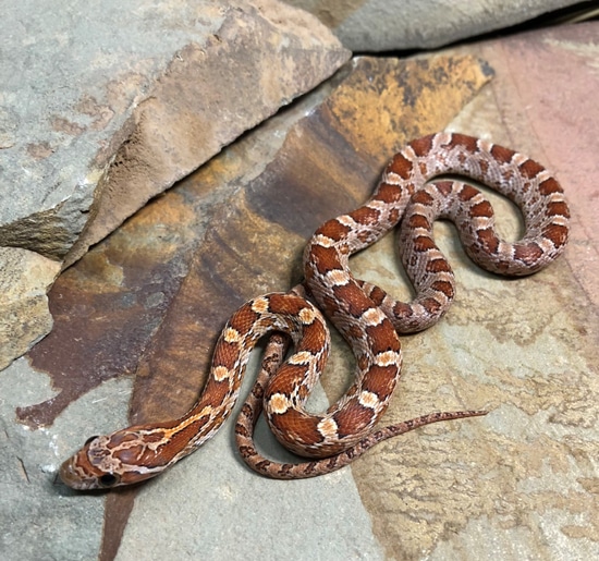 Het Palmetto Corn Snake by Prismatic Reptiles