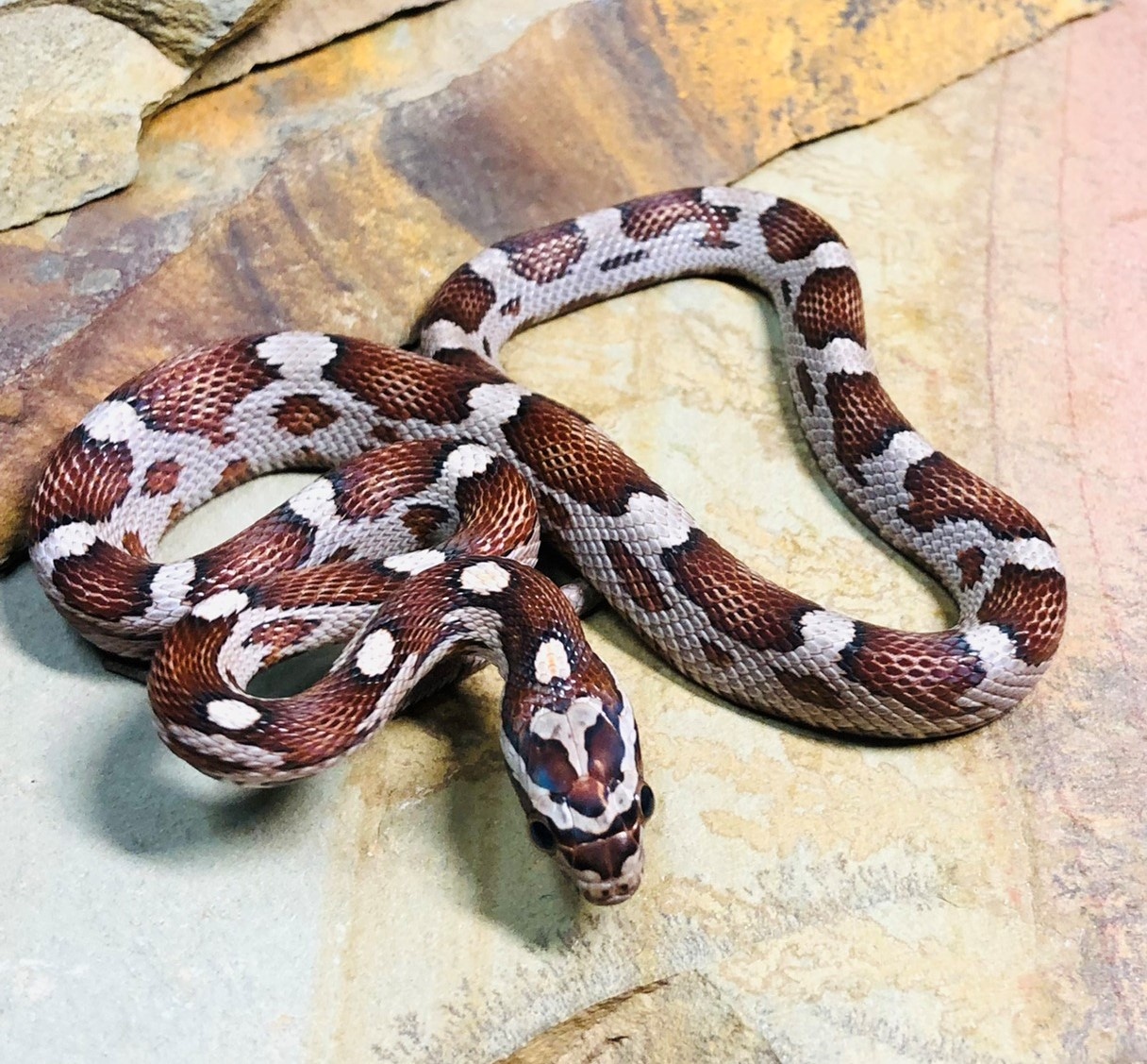 Motley Miami Corn Snake by Prismatic Reptiles - MorphMarket